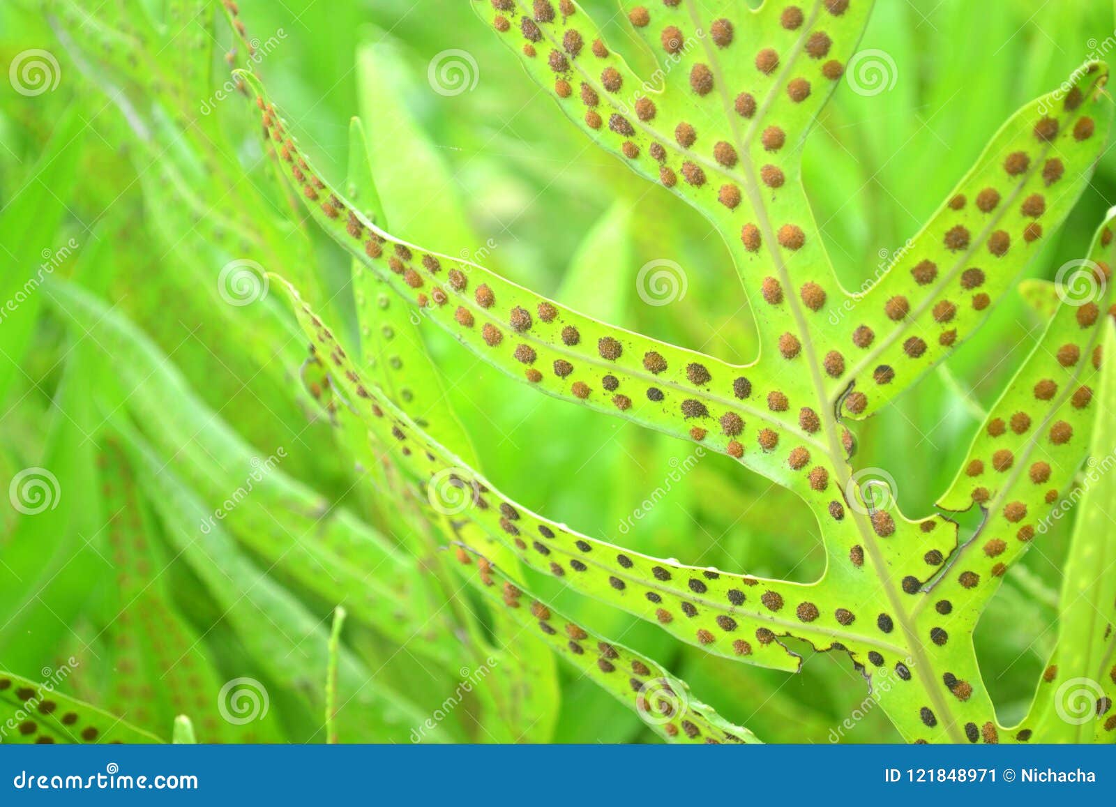 Fern Leaves Spores stock image. Image of seed, plants - 121848971