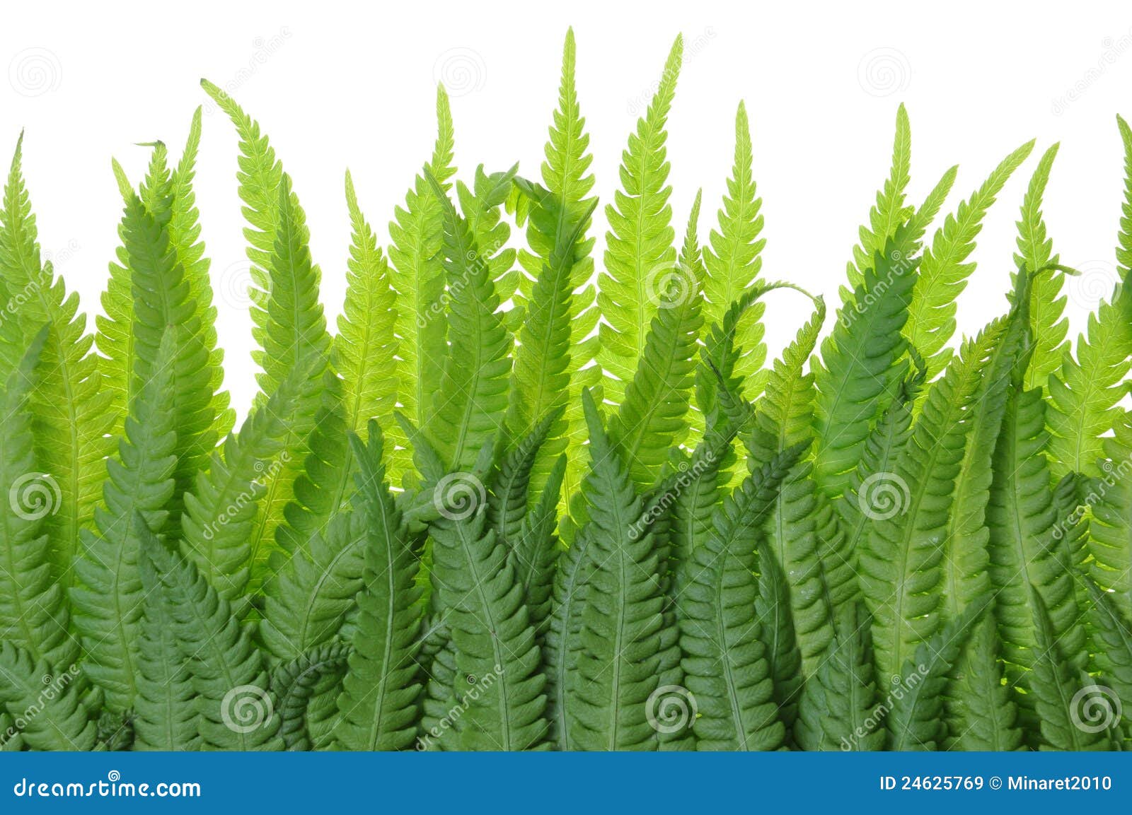 Fern Leaves on a White Background Stock Image - Image of herb, forest ...