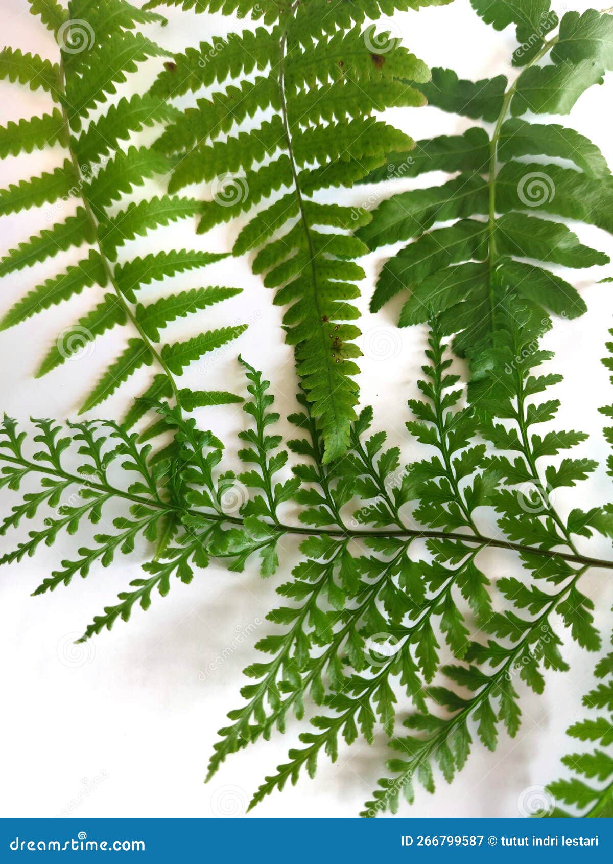 Fern Leaves on a White Background Stock Image - Image of fresh, natural ...
