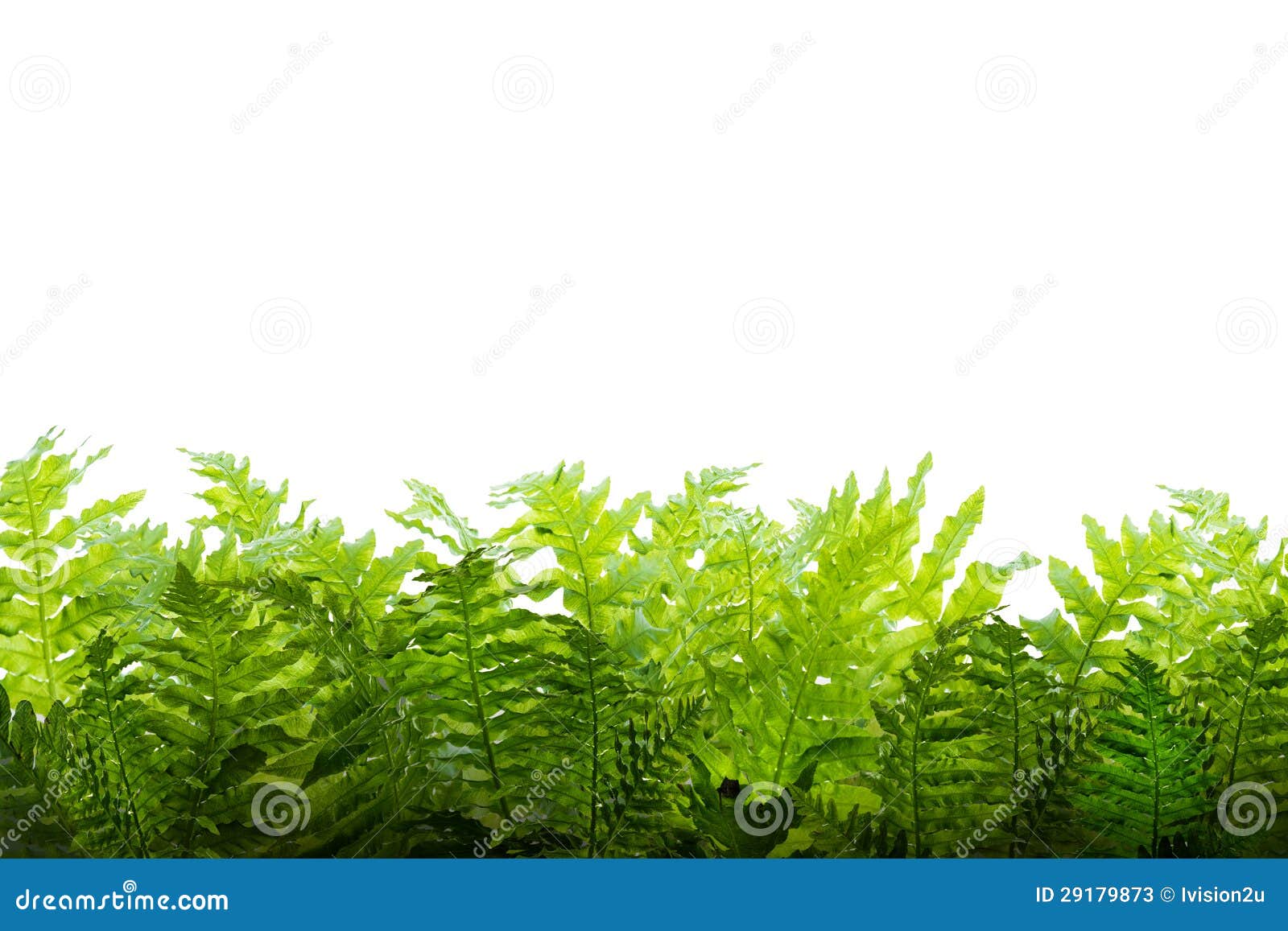 Fern Leaves on a White Background Stock Image - Image of grow ...
