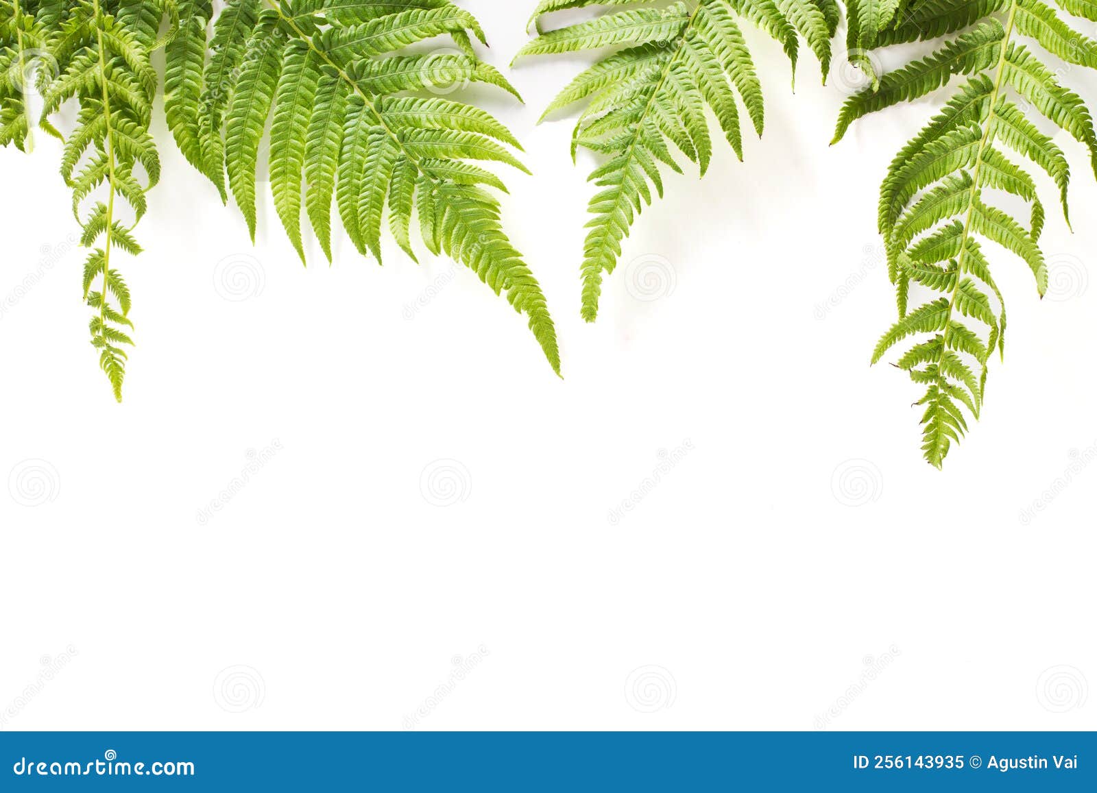 Fern Leaves on a White Background with Copy Space Stock Image - Image ...