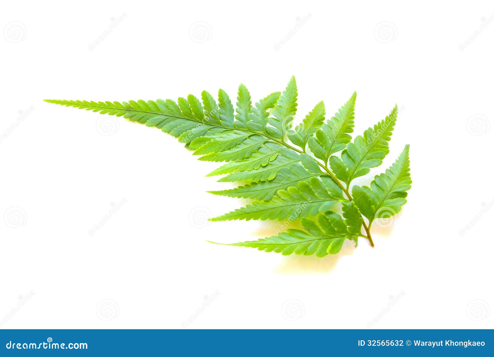 Fern Leaves on a White Background Stock Photo - Image of botany, macro ...