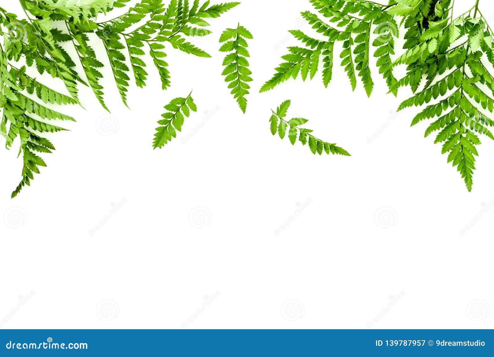 Fern Leaves on White Background Top View Border Copy Space. Spring ...