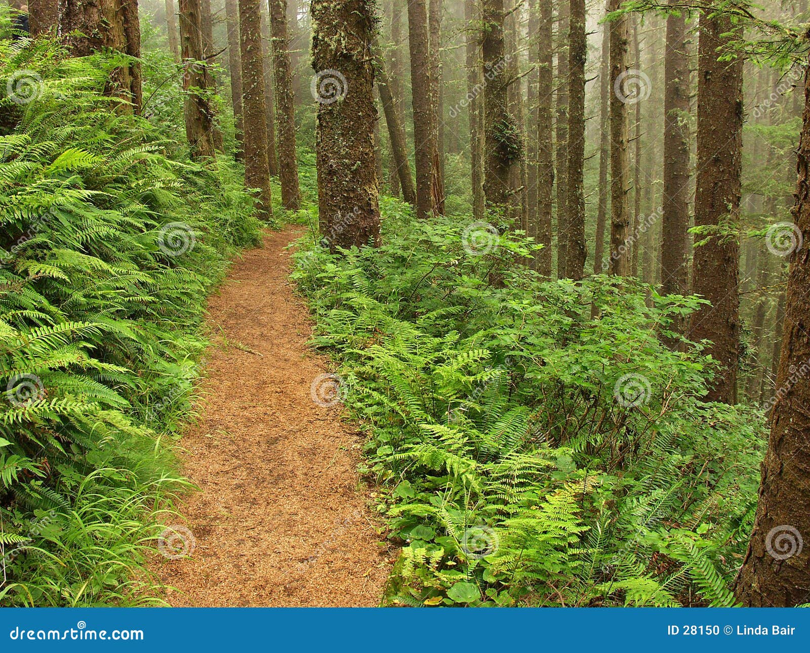 Fern Lined Path stock photo. Image of growth, fern, plant - 28150