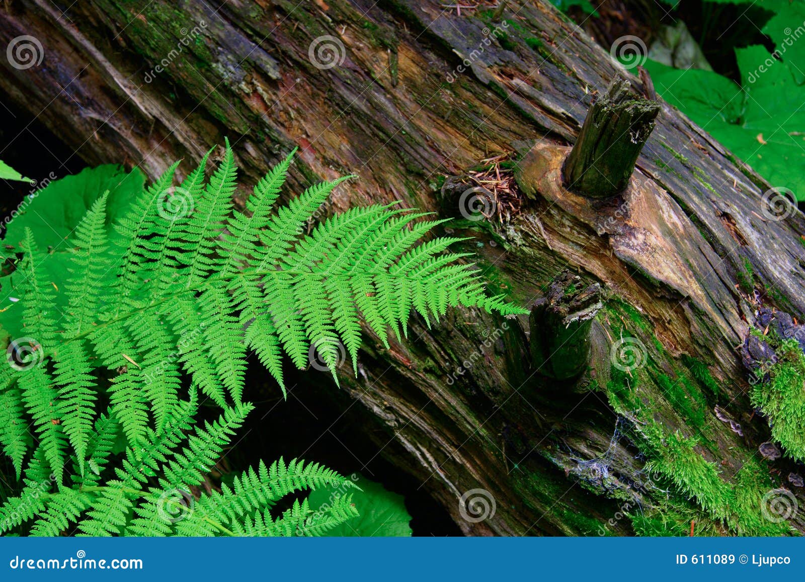 Fern and a Log in the Forest Stock Image - Image of moss, growth: 611089