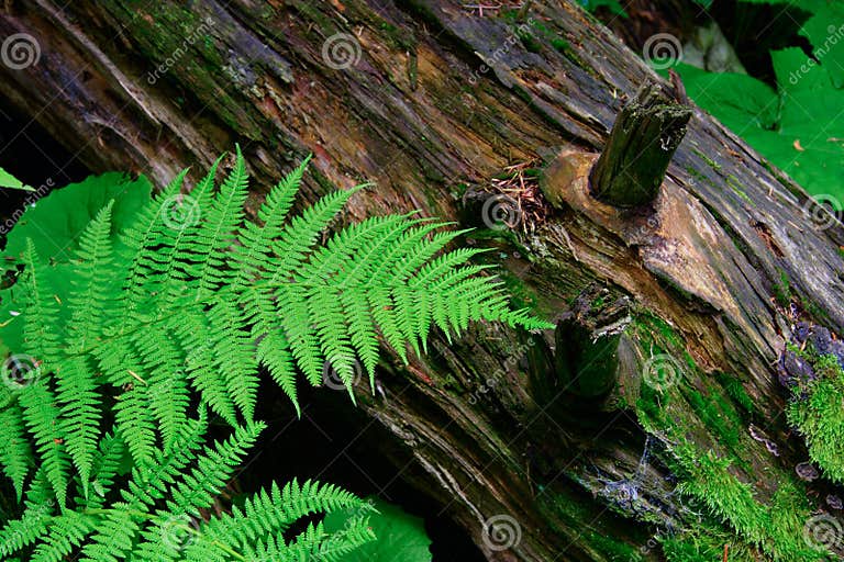 Fern and a Log in the Forest Stock Image - Image of moss, growth: 611089