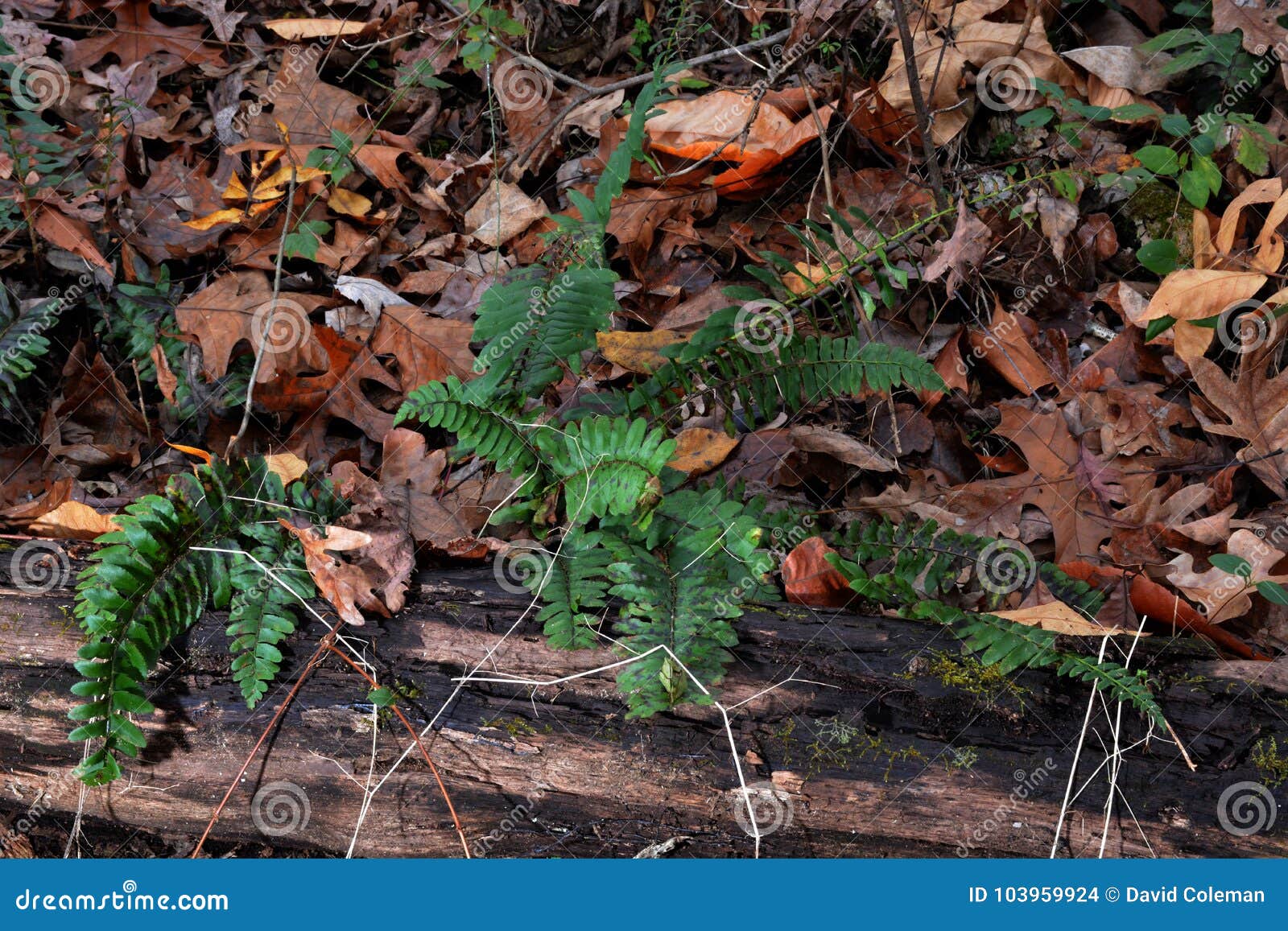 Fern and log stock photo. Image of fallen, grows, forest - 103959924