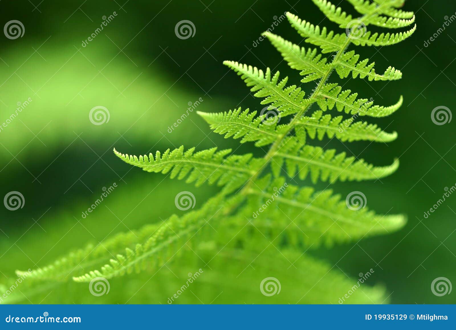 Fern Macro stock image. Image of closeup, spiral, branch - 19935129