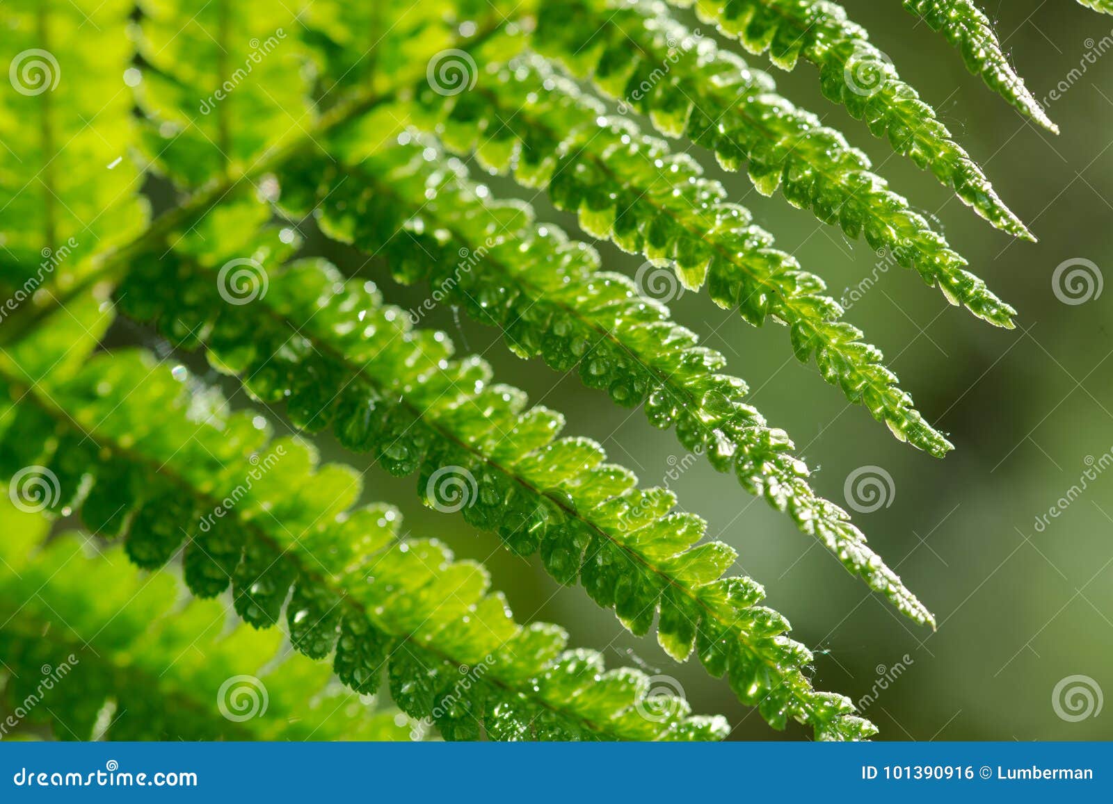 Fern Macro stock photo. Image of fern, environment, green - 101390916