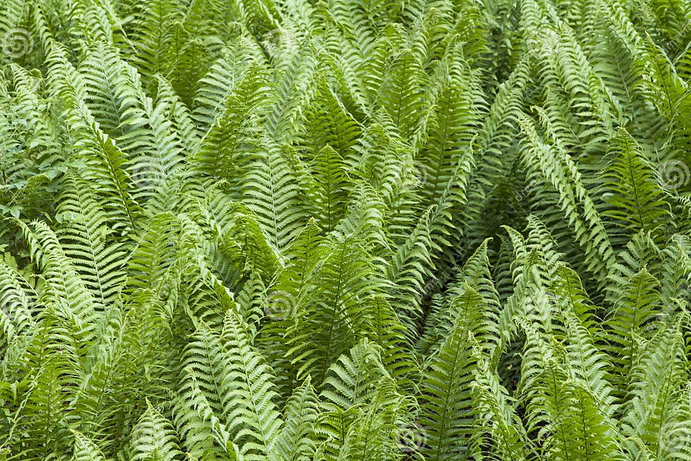 Fern stock image. Image of found, drypteris, native, greenhouse - 42380005