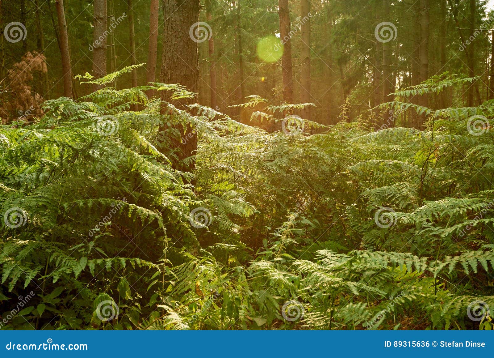 Fern meadow in forest stock photo. Image of nature, landscape - 89315636