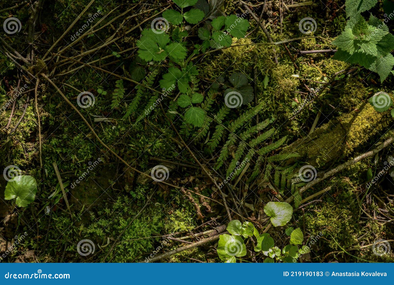 Fern in the moss stock image. Image of woodland, flower - 219190183