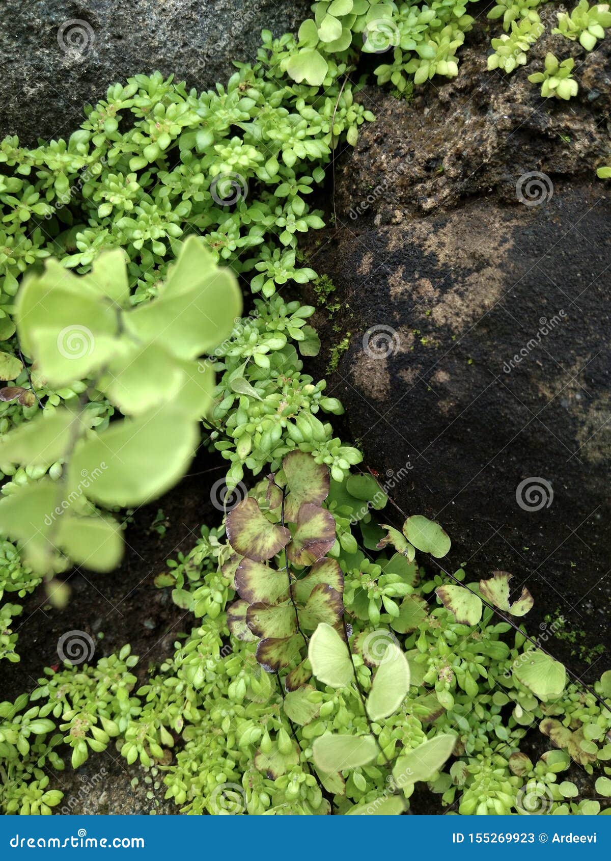 Fern with Moss between Rocks Stock Image - Image of fern, slope: 155269923