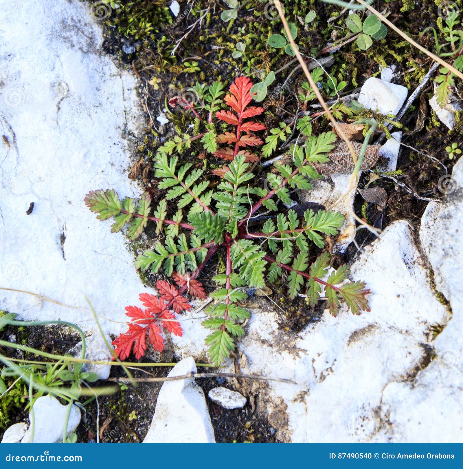 Fern mountain stock photo. Image of mountain, green, moss - 87490540