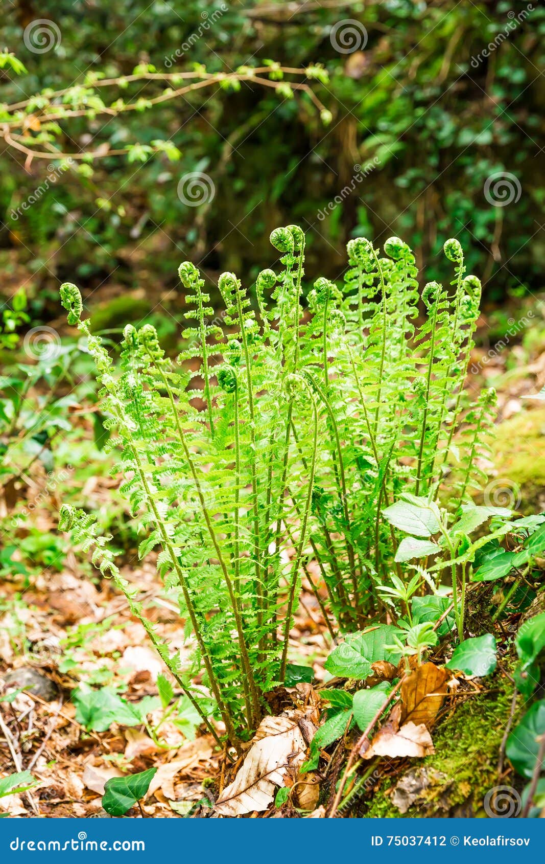 Fern in the mountains stock photo. Image of nature, outdoor - 75037412