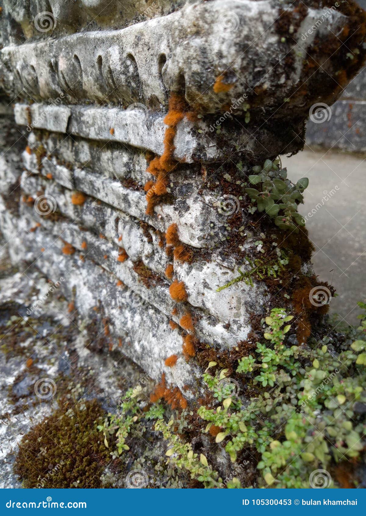 Miracle of fern stock image. Image of plant, miracle - 105300453