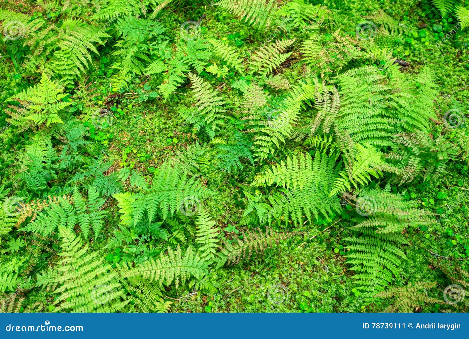 Fern Nature Background Forest Stock Image - Image of spring, foliage ...
