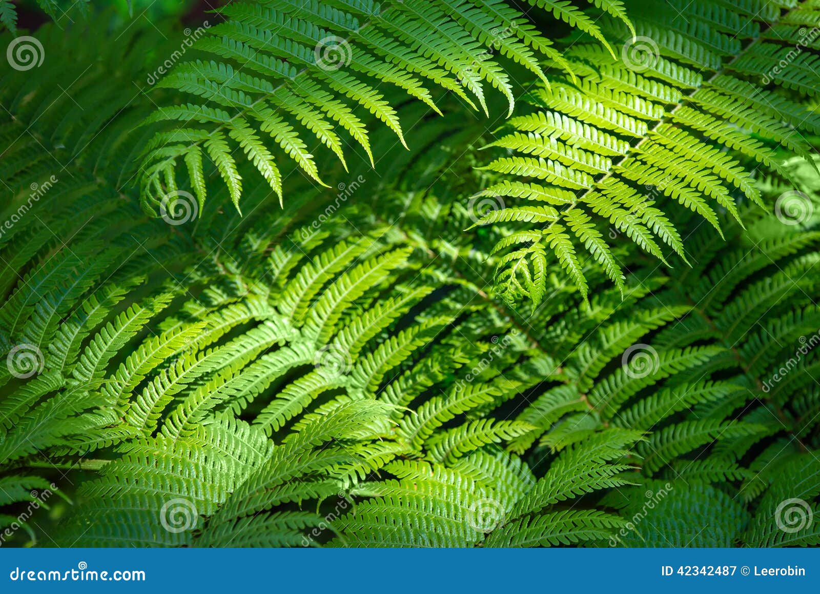Fern nature background stock image. Image of flora, light - 42342487