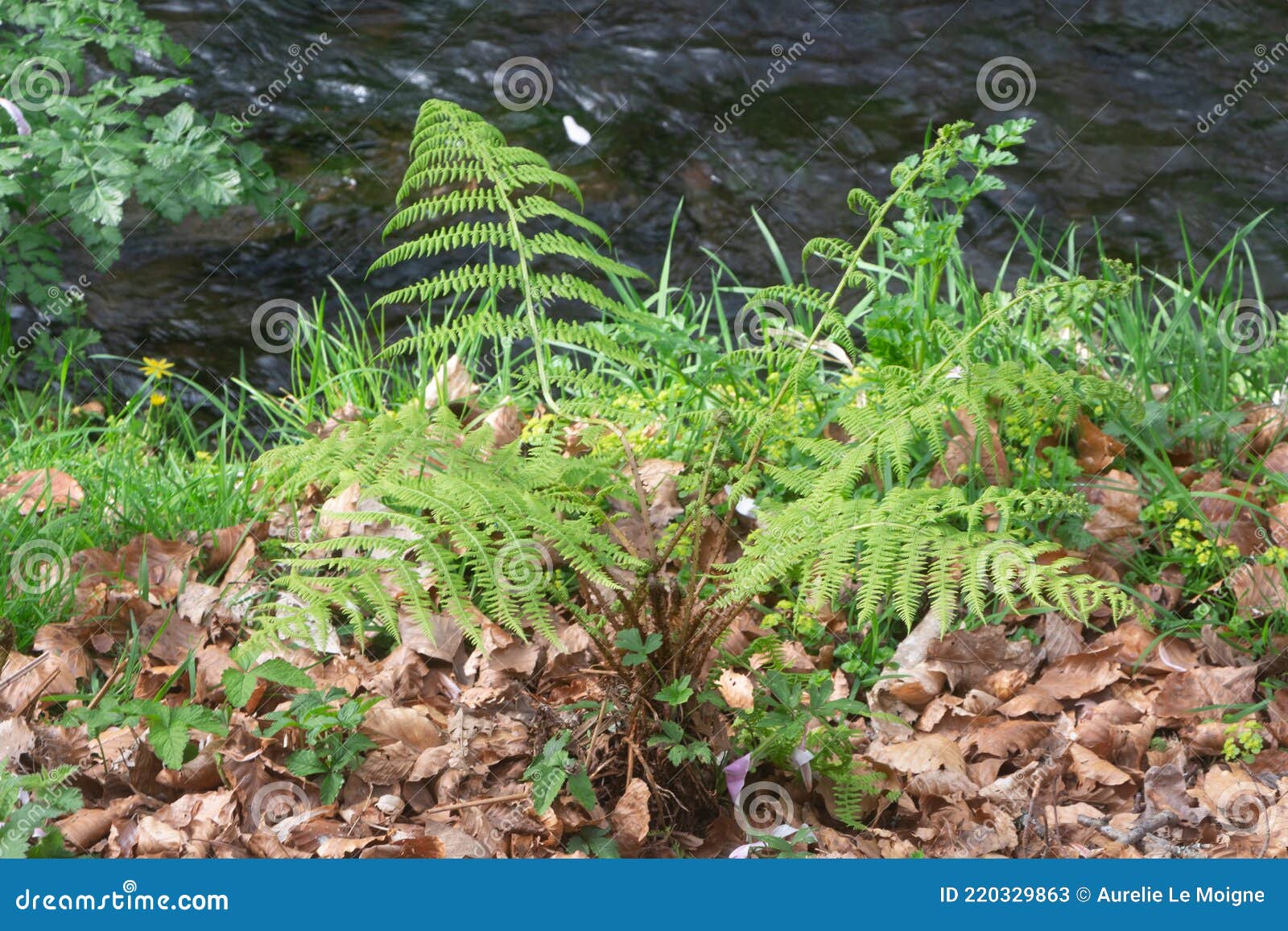Fern near a river stock image. Image of nature, water - 220329863