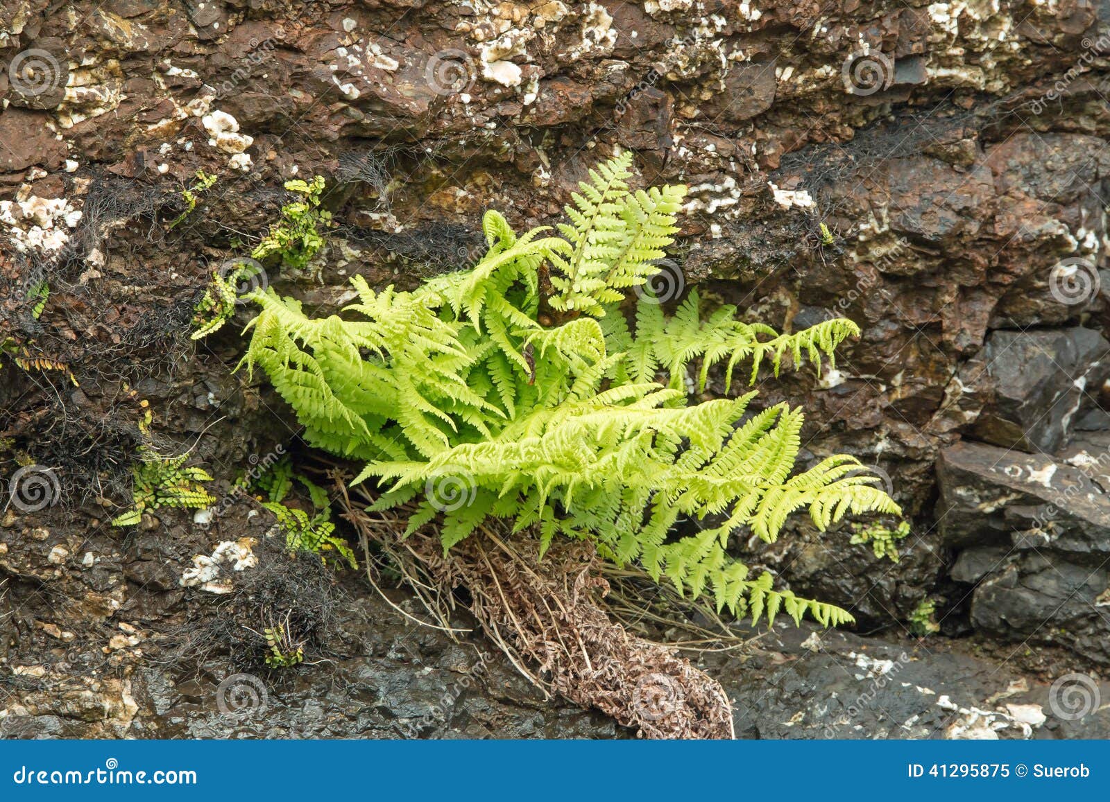 Fern stock image. Image of fiddlehead, springtime, spores - 41295875