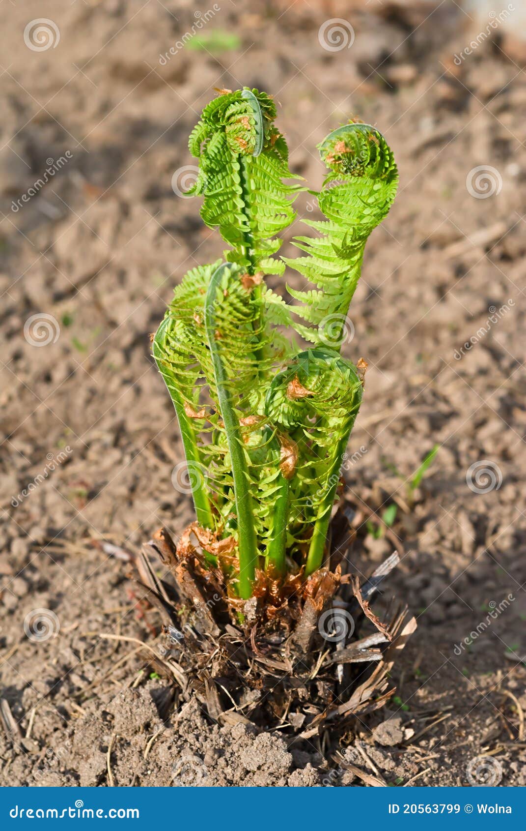 Fern novo imagem de stock. Imagem de grama, folhagem - 20563799