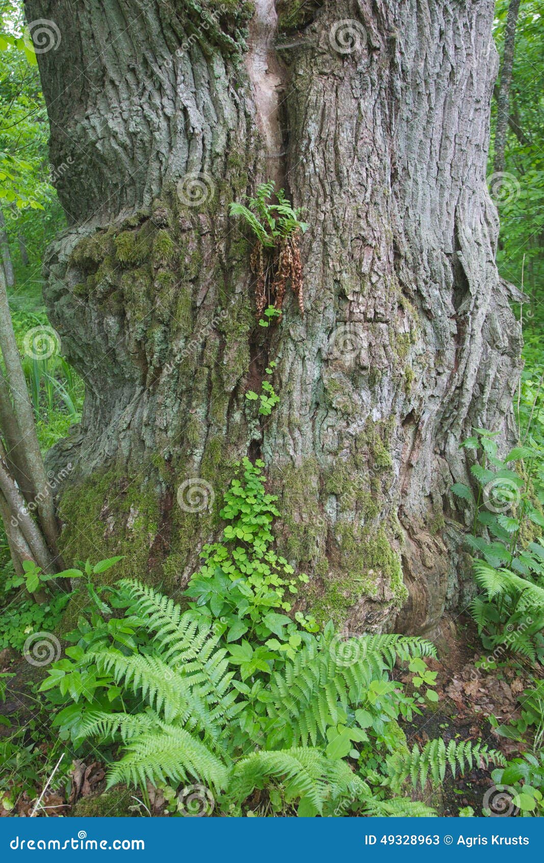 Fern on oak tree stock image. Image of growing, forest - 49328963