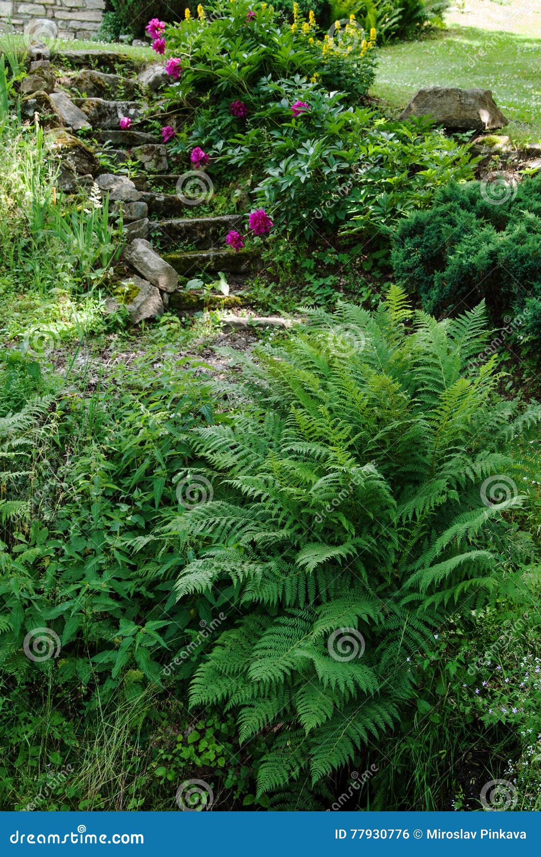 Fern in an old garden stock photo. Image of fern, fresh - 77930776