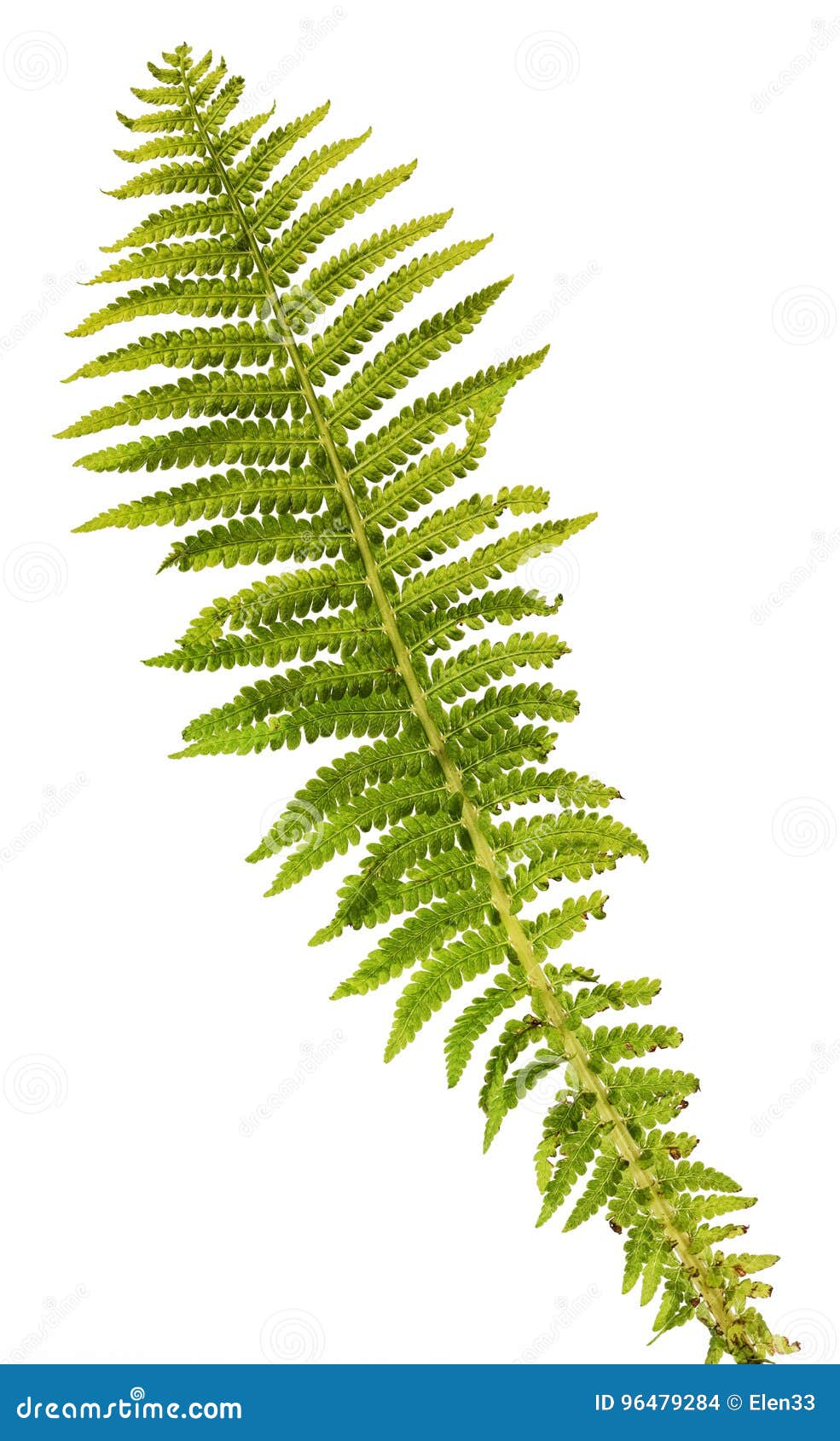 Fern stock photo. Image of jungle, leaf, decorative, decor - 96479284