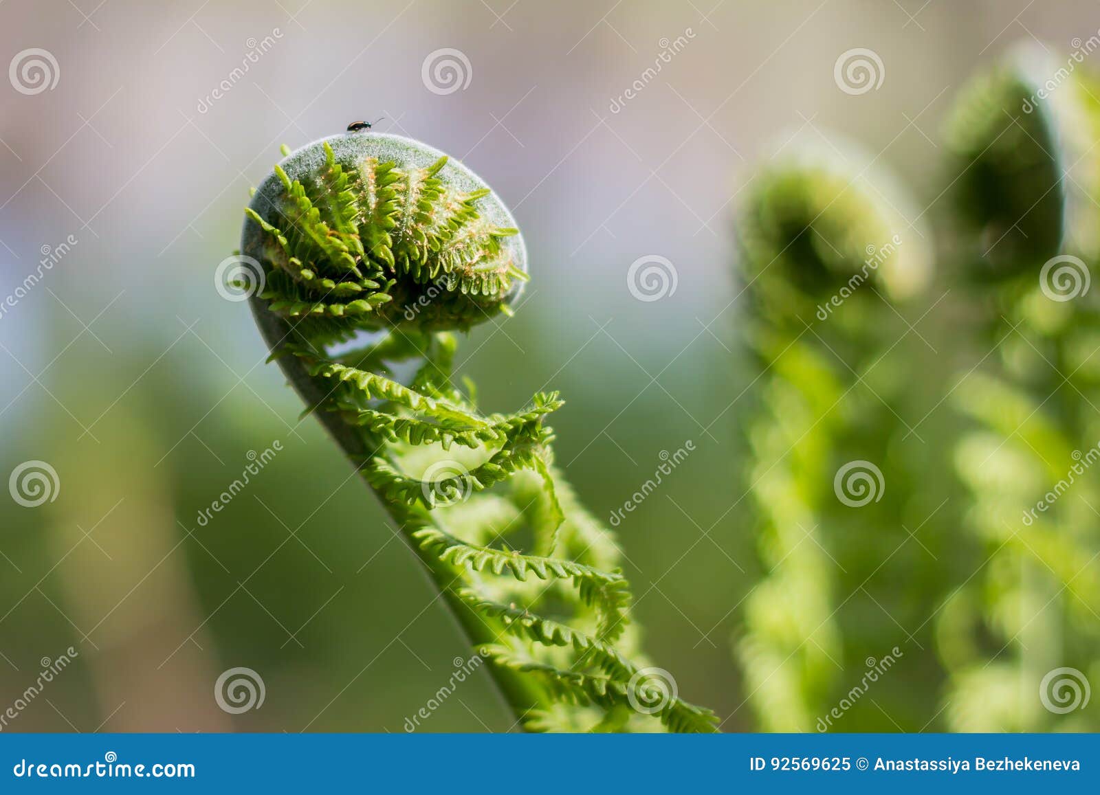 Fern opening in the forest stock image. Image of biology - 92569625