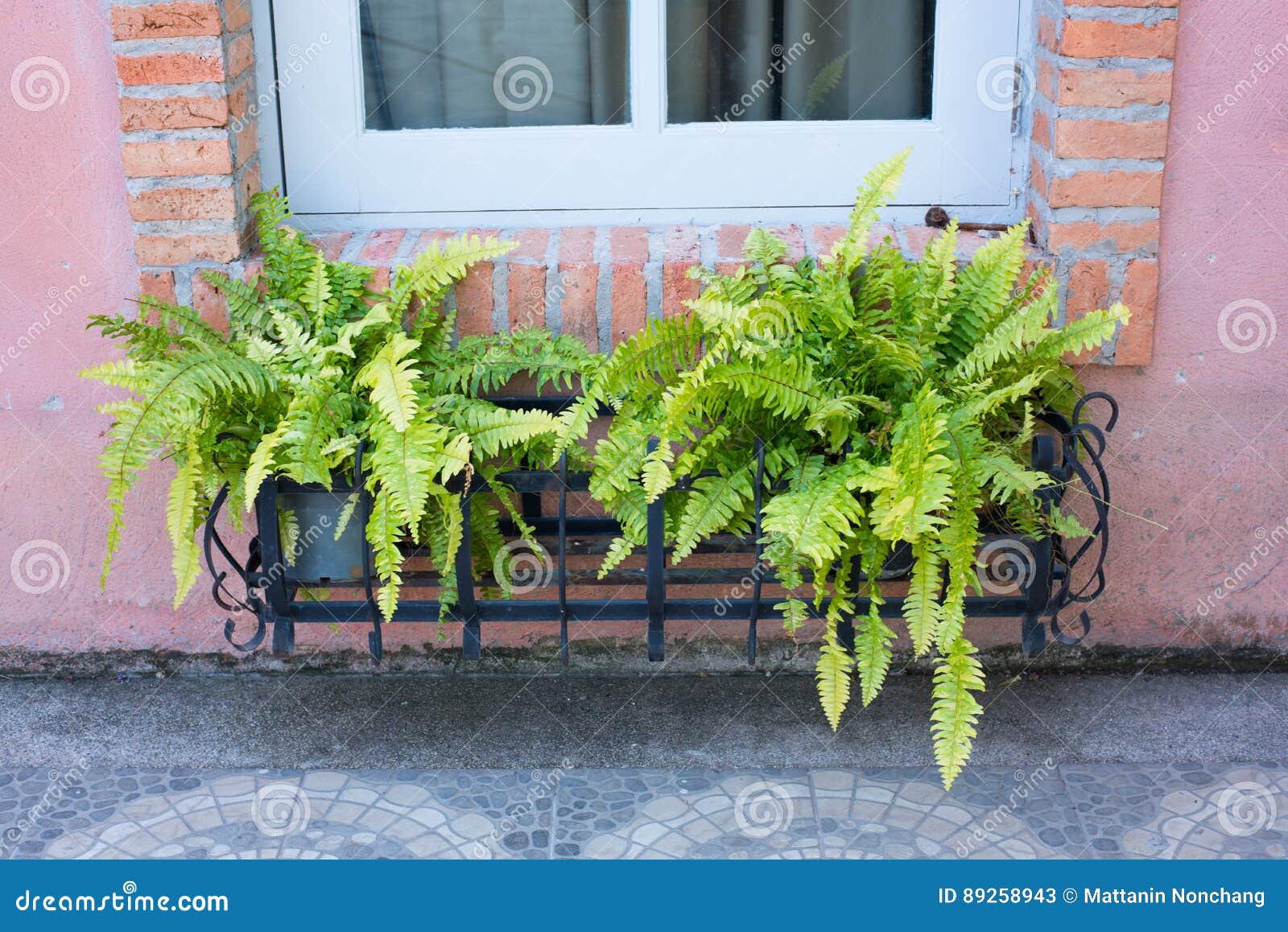 Fern outside windows stock image. Image of color, home - 89258943