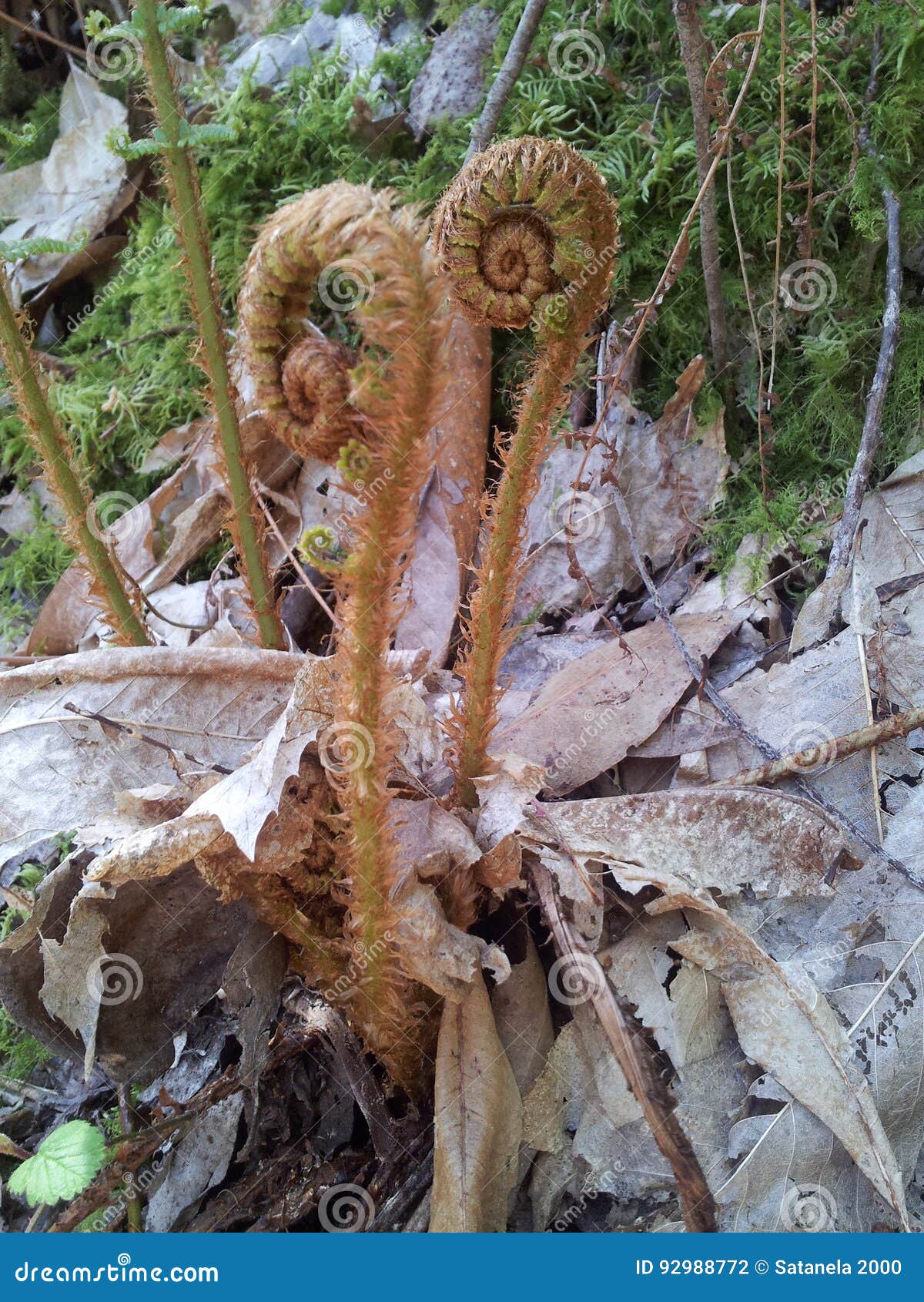 Fern stock photo. Image of helecho, bosque, plamta, pareja - 92988772