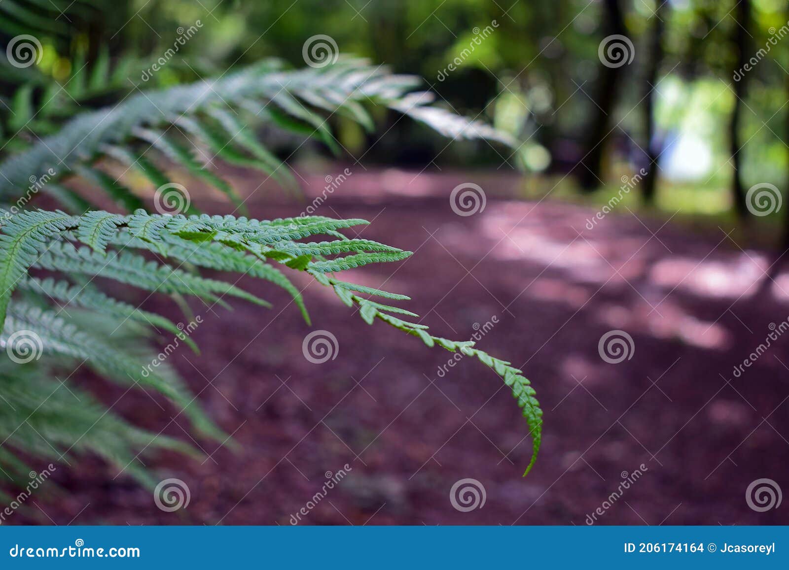 A fern on the path stock photo. Image of galicia, blur - 206174164