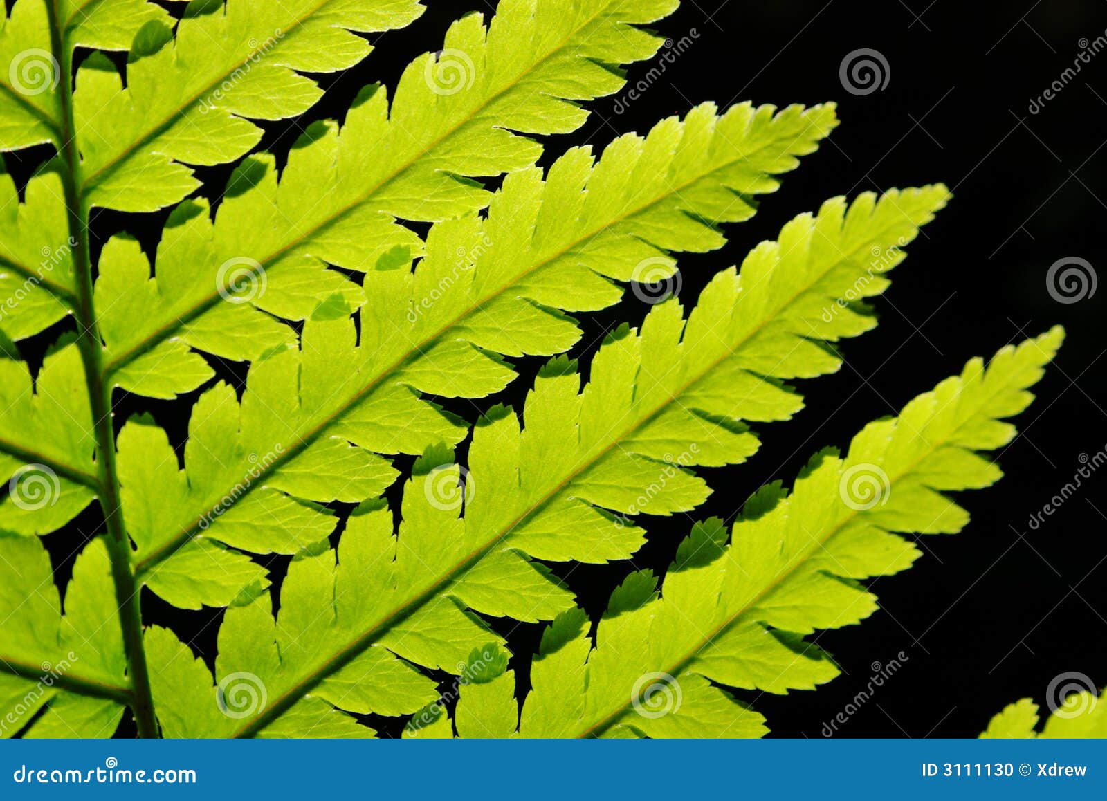 Fern pattern stock photo. Image of purity, leaf, light - 3111130