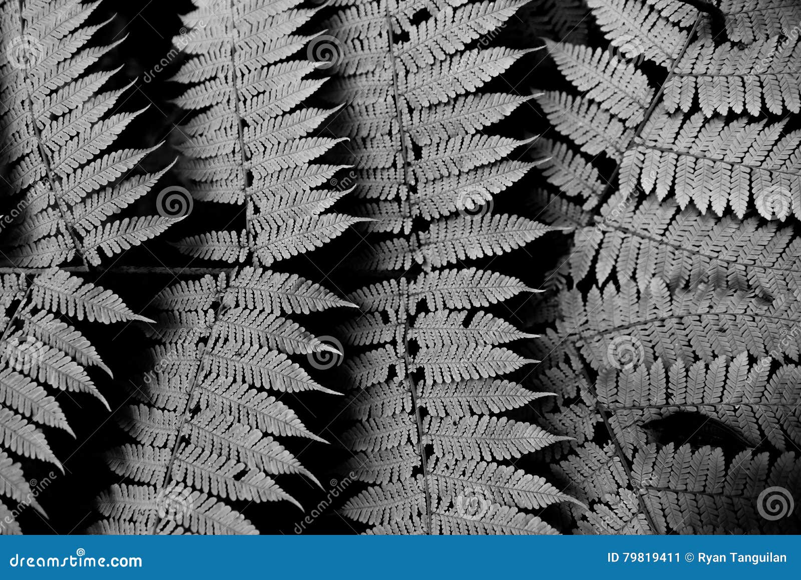 Fern Pattern immagine stock. Immagine di nave, estate - 79819411