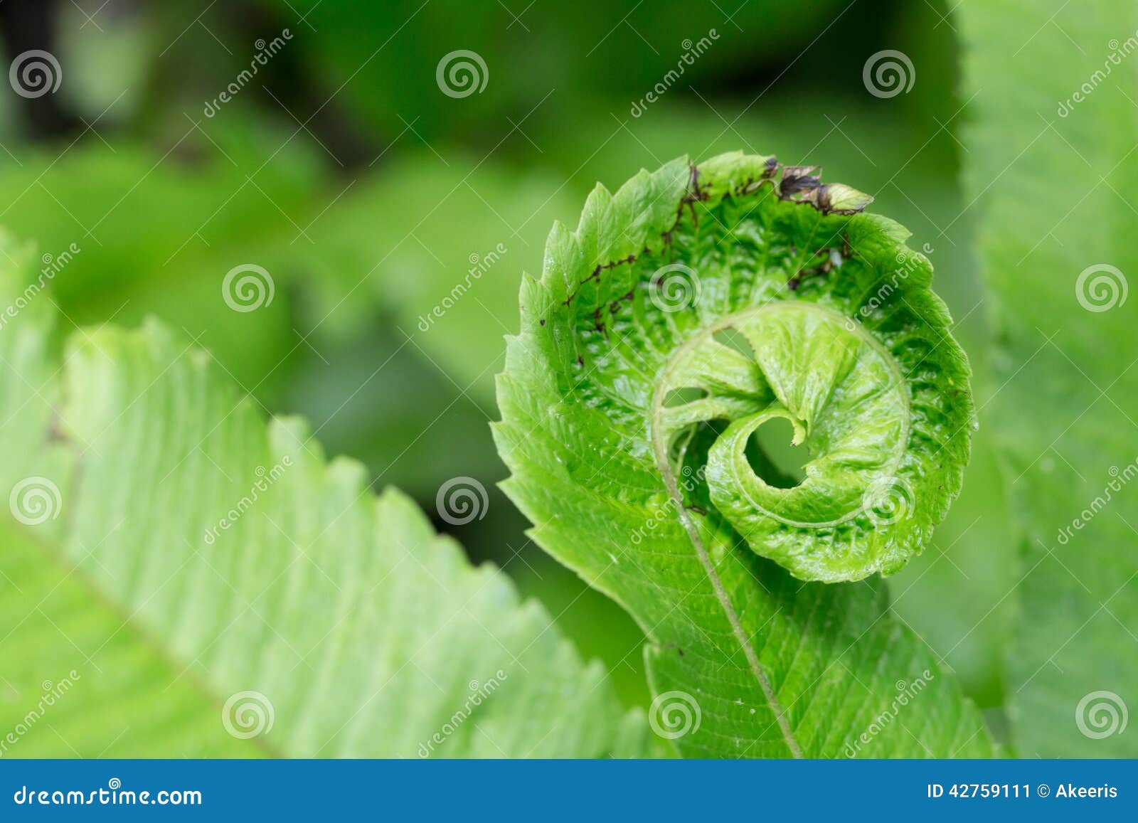 Fern stock image. Image of macro, nature, fresh, green - 42759111