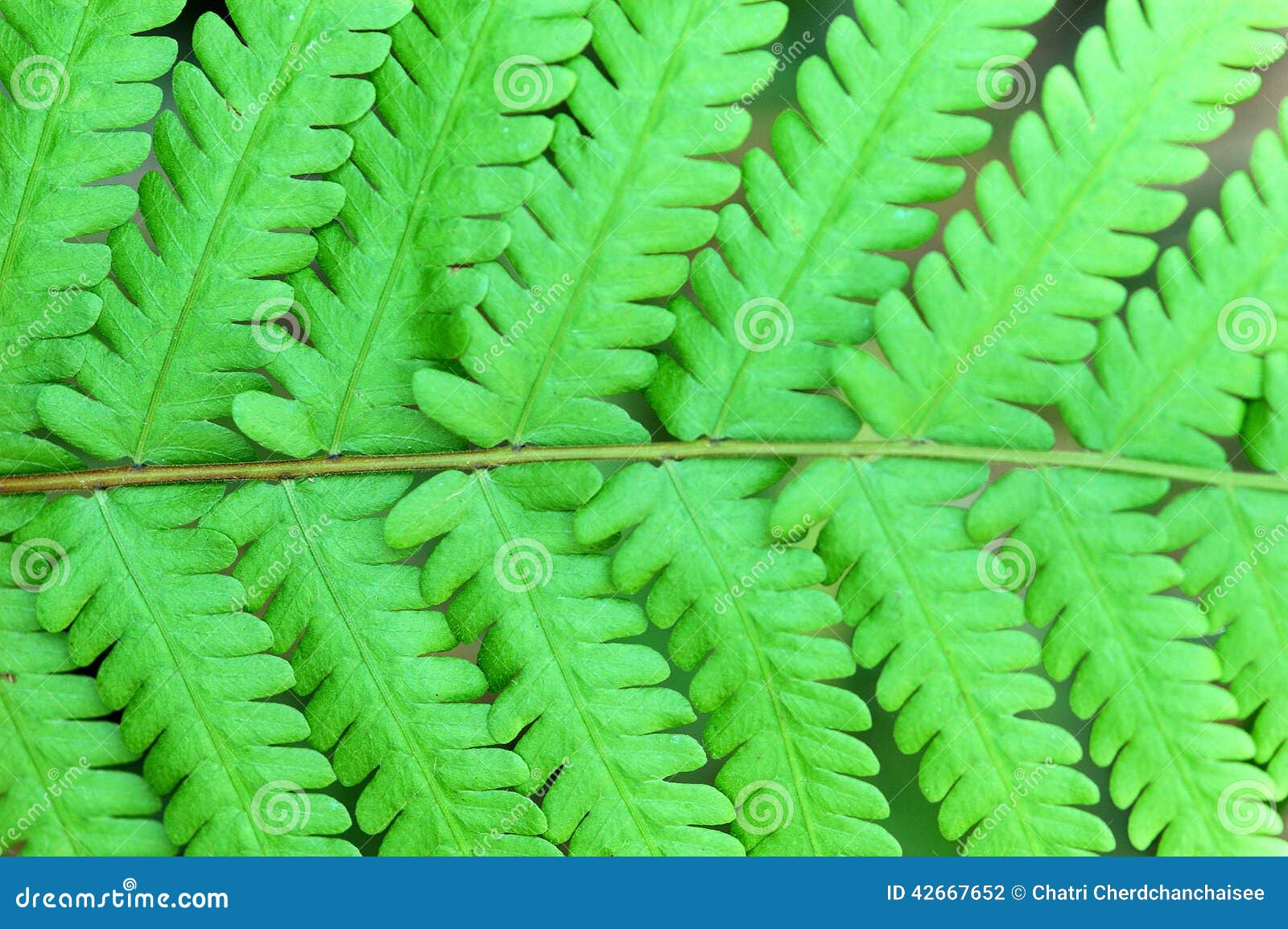 Fern stock photo. Image of grass, beauty, bright, color - 42667652