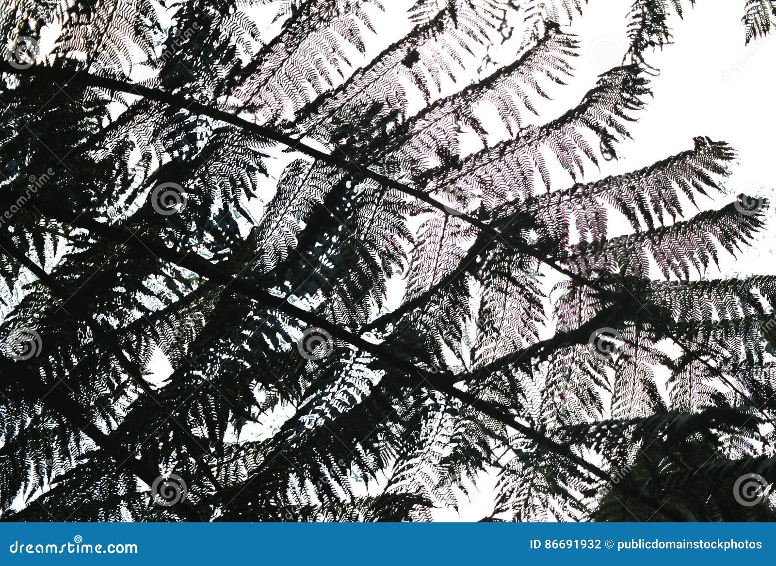 Fern Patterns Picture. Image: 86691932