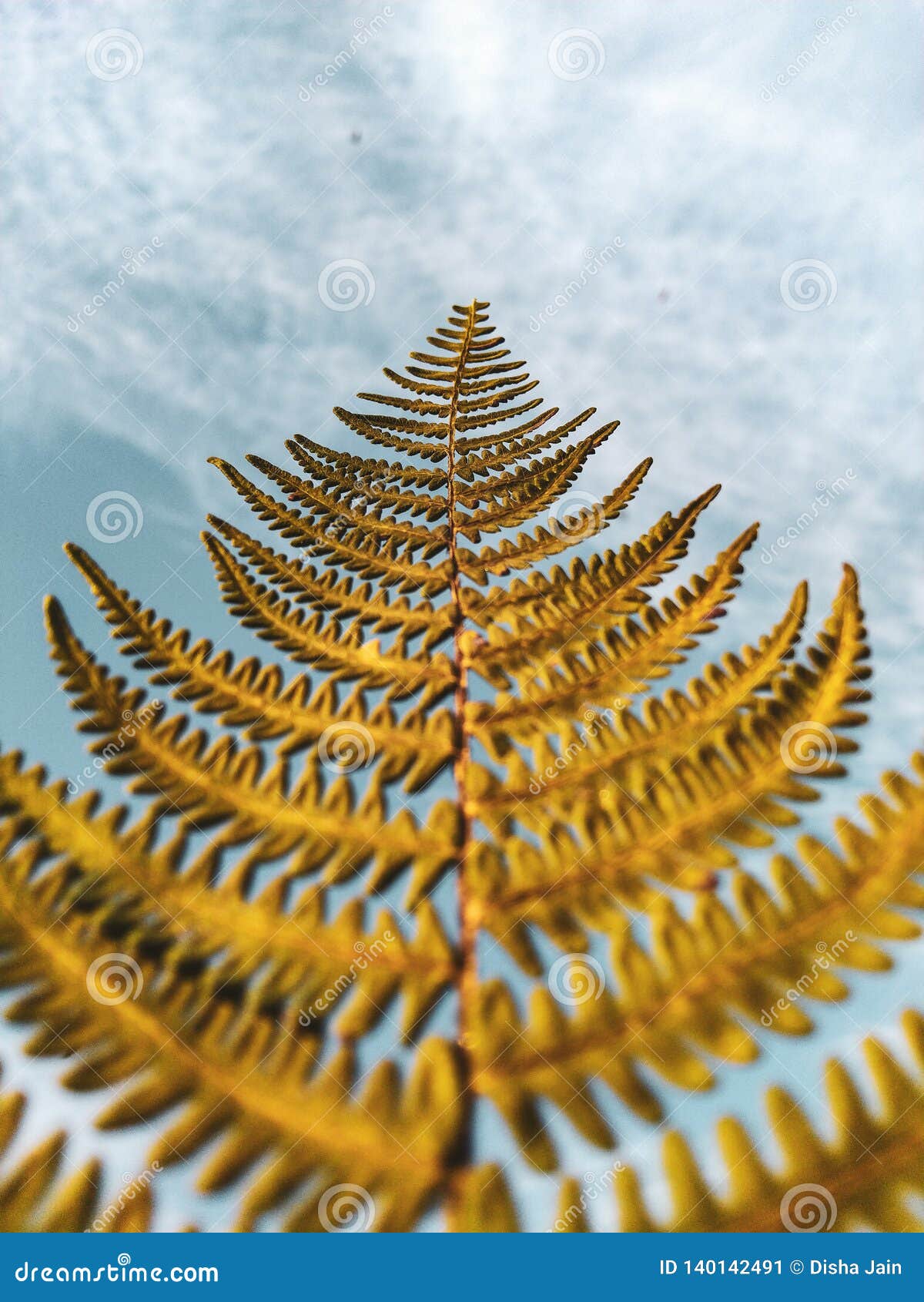 Fern stock image. Image of golden, fern, clouds, pattern - 140142491