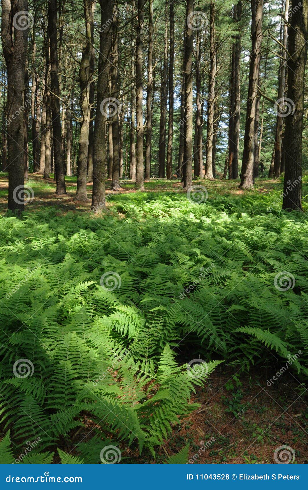 Fern in a Pine Forest stock photo. Image of sunlight - 11043528