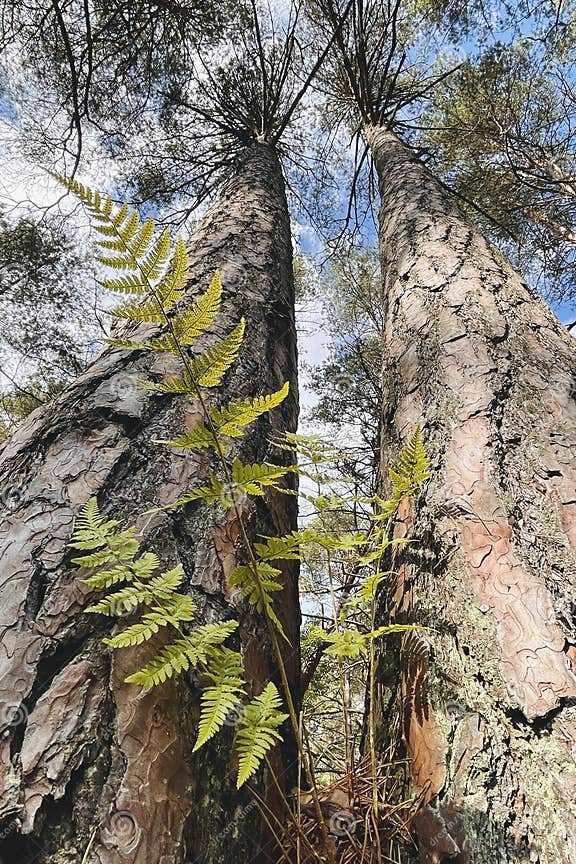 Fern and pine trees stock image. Image of nature, leaf - 289316109