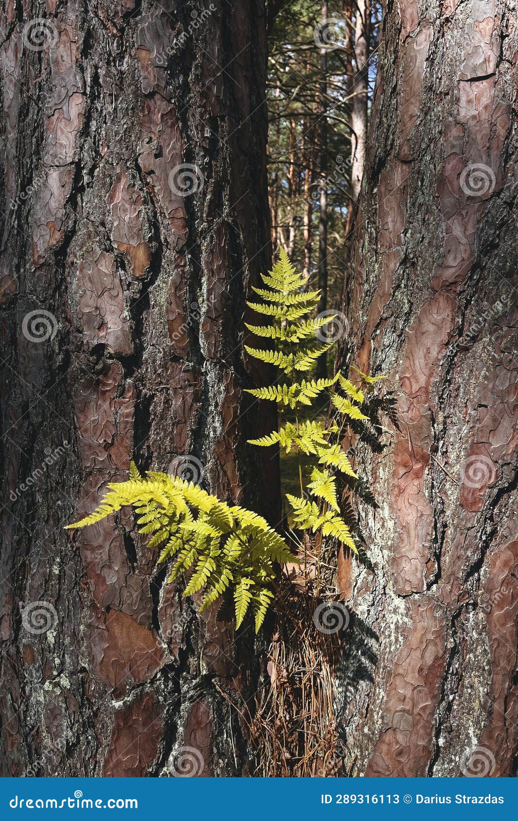 Fern and pine trees stock image. Image of forest, flower - 289316113