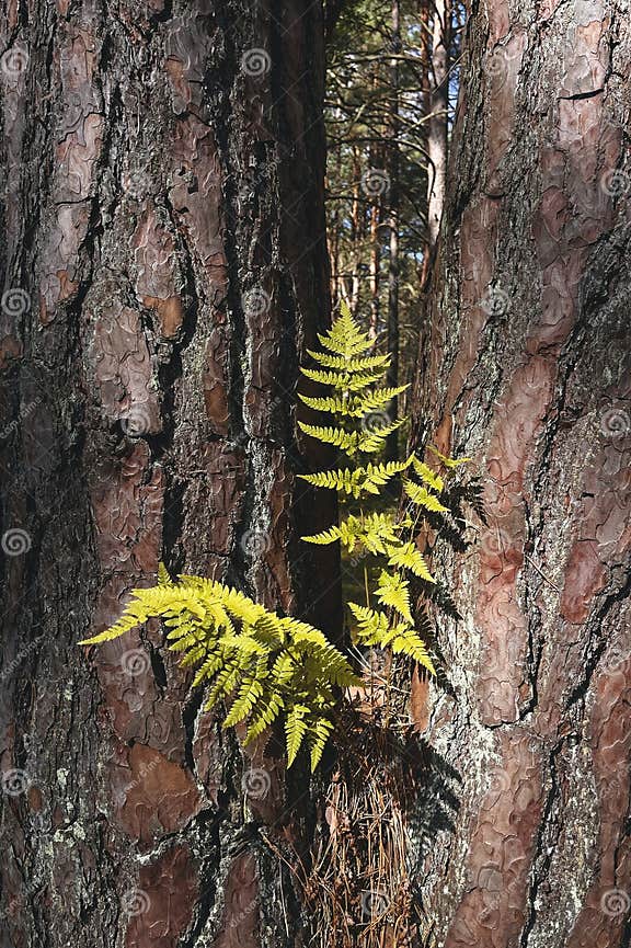 Fern and pine trees stock image. Image of forest, flower - 289316113