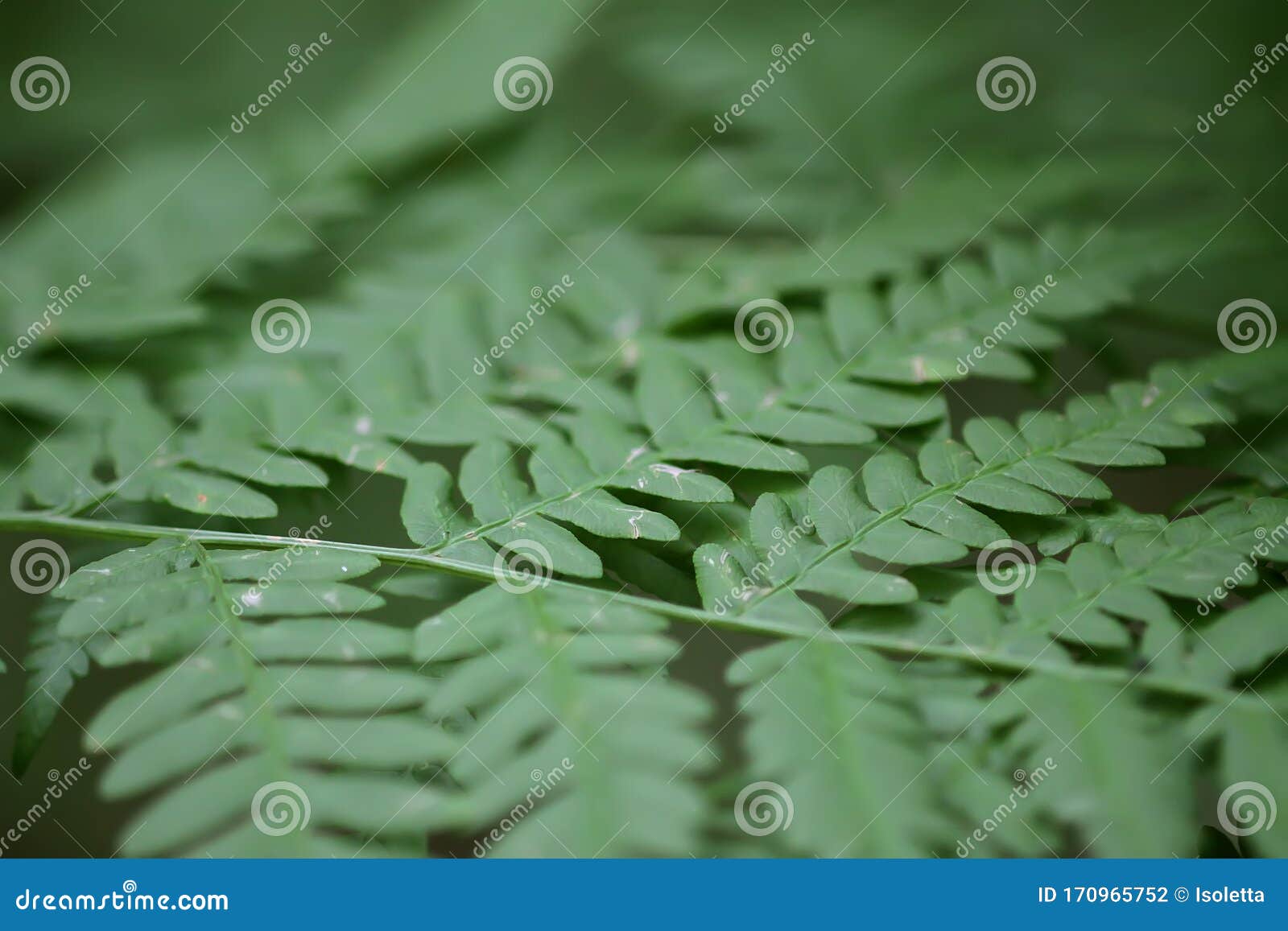 Fernanda Plant Green Leaves in Summer Forest Stock Photo - Image of ...