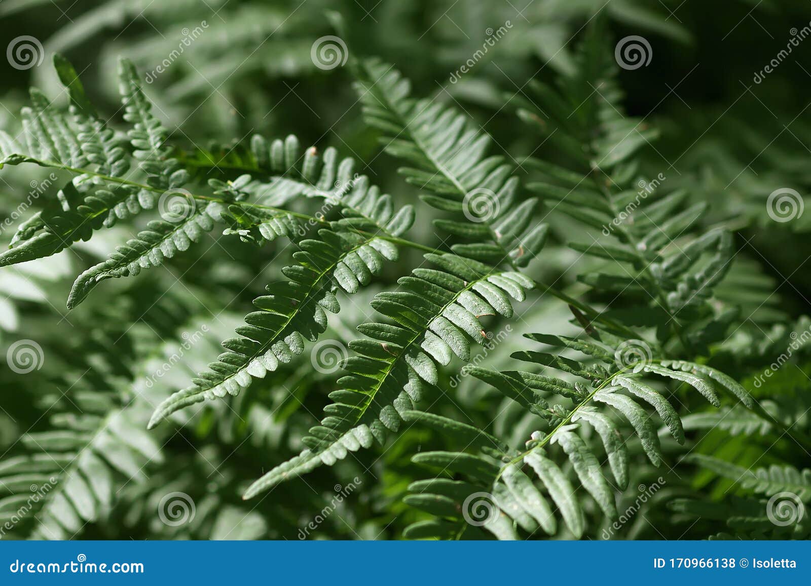Fernanda Plant Green Leaves in Summer Forest Stock Photo - Image of ...
