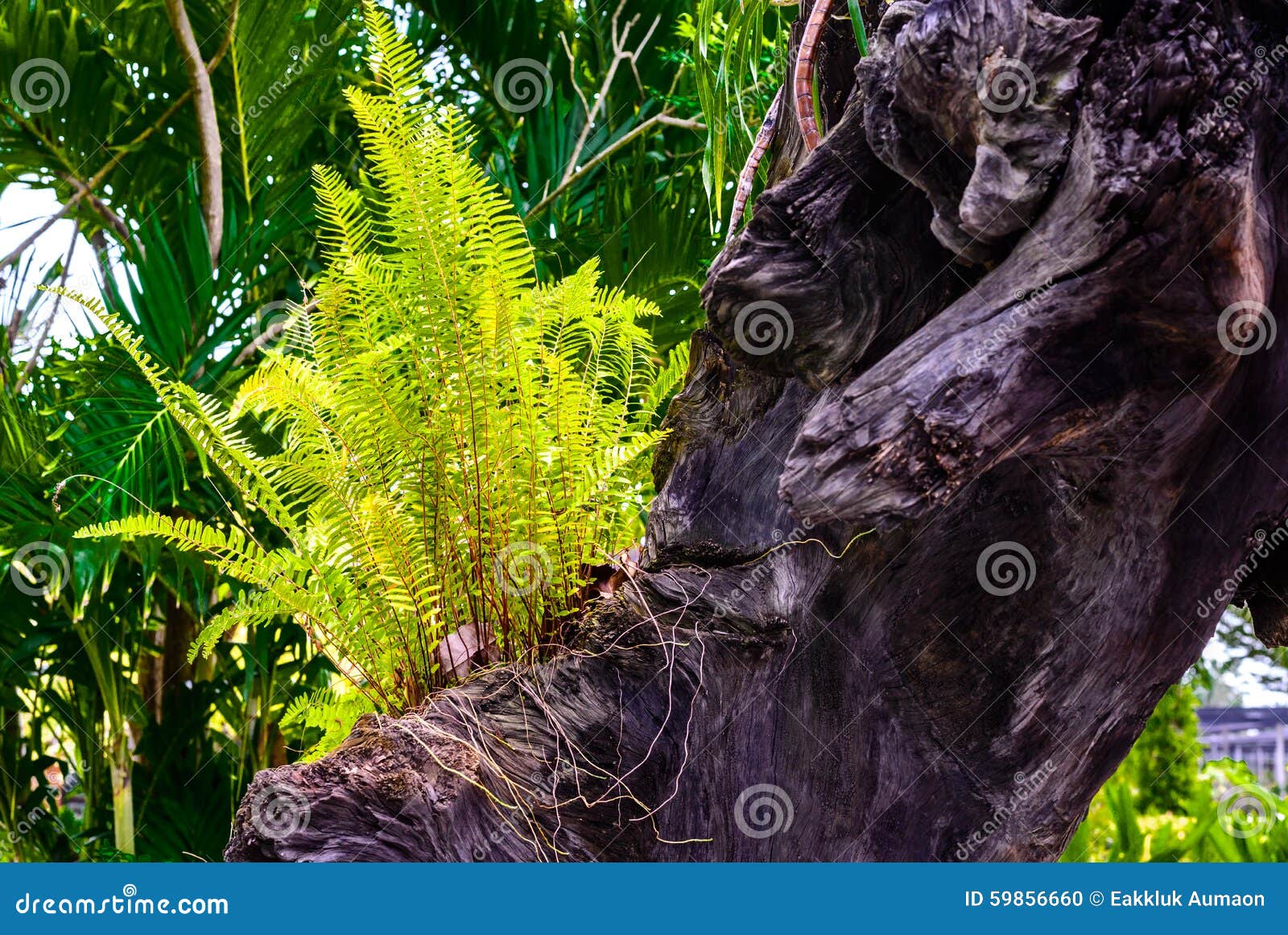 Fern Plant Growing on Old Tree Stump in Garden Stock Photo - Image of ...