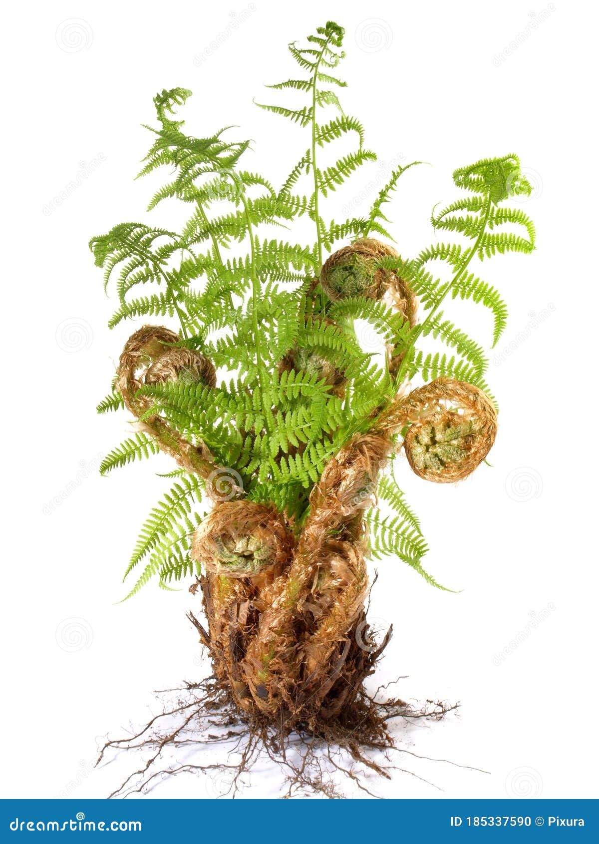 Young Fern Plant Wit Roots on White Background Stock Photo - Image of ...