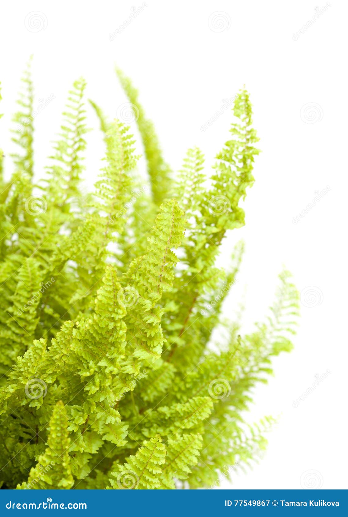 Fern plant isolated stock image. Image of isolated, natural - 77549867