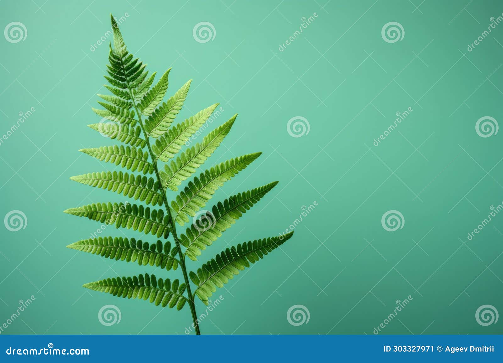 Fern Plant Leaf Forest Flora Nature Spring Botany Green Foliage Stock ...