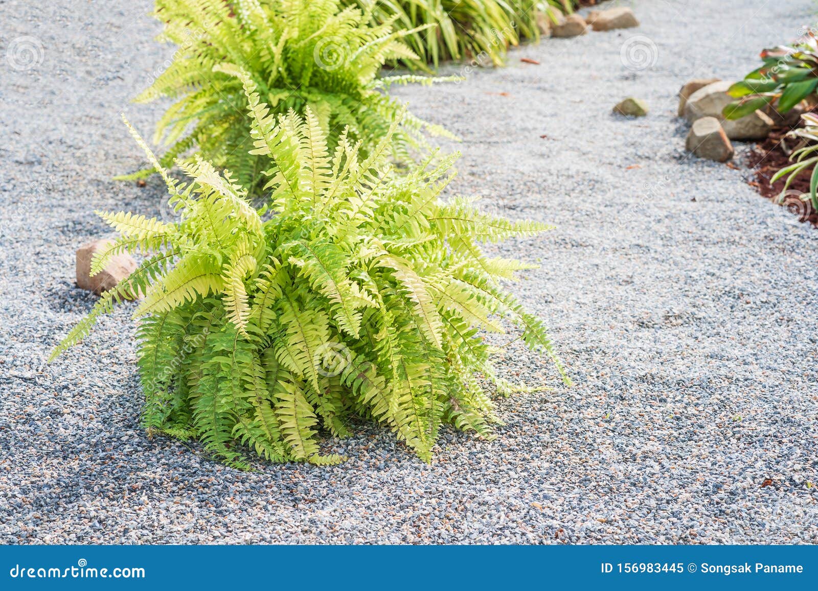 Fern Plant on the Pebble Ground Stock Image - Image of people, flora ...