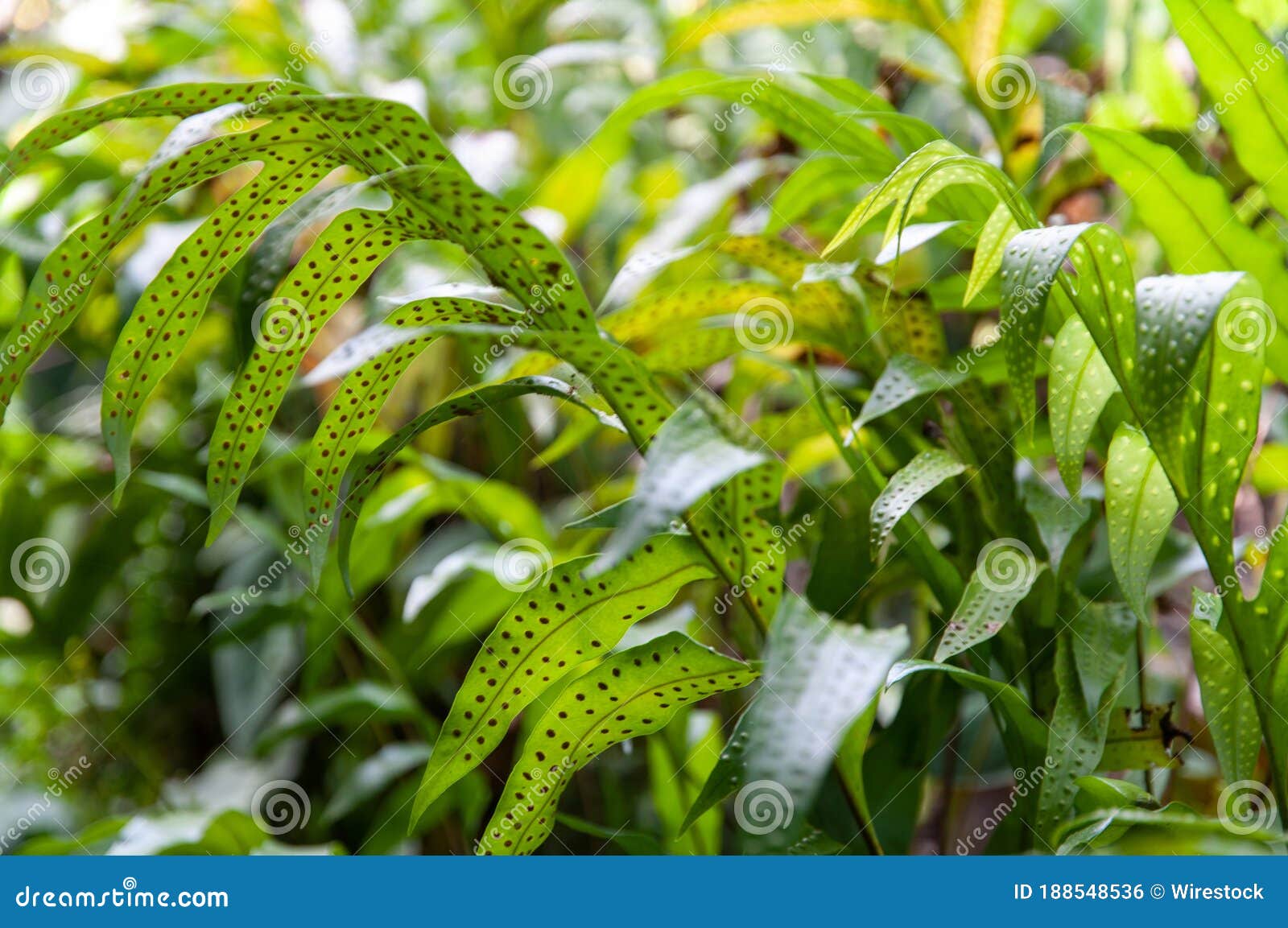 Fern Sorus Cross Section. Incision Through The Fern Sorus Under A ...